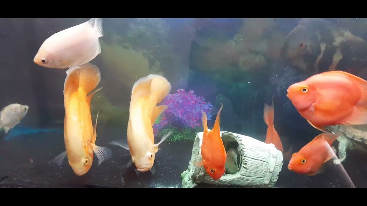 Oscar Parrot fish big size - YouTube