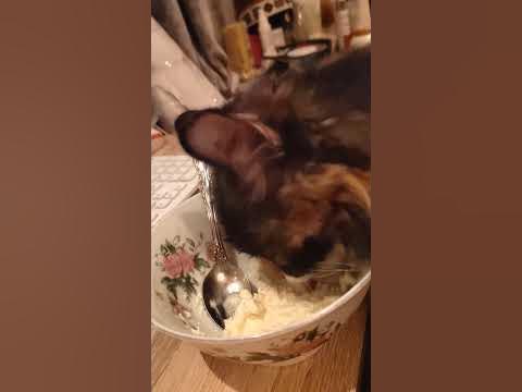 Кошка кушает творог - YouTube