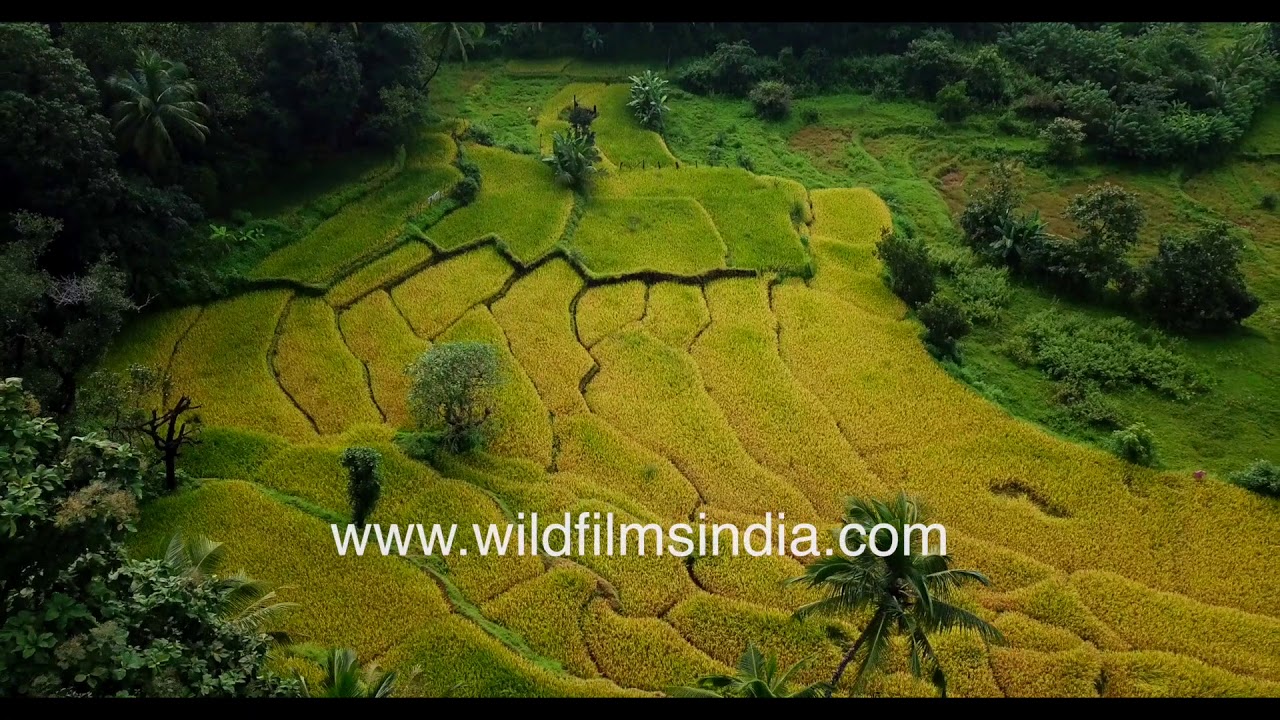Terraced paddy fields in the Goa that you did not know, with thick ...