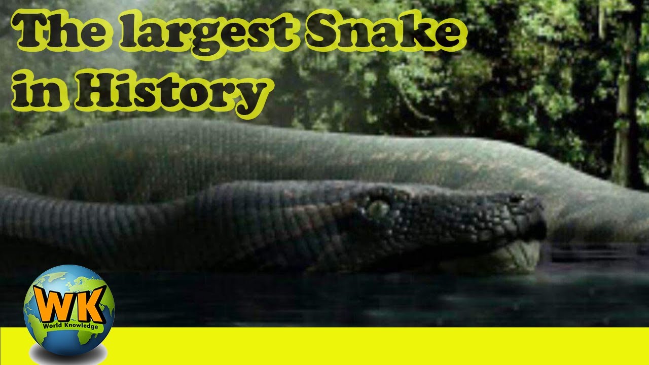 The largest Snake in History THE TITANIC TITANBOA - YouTube