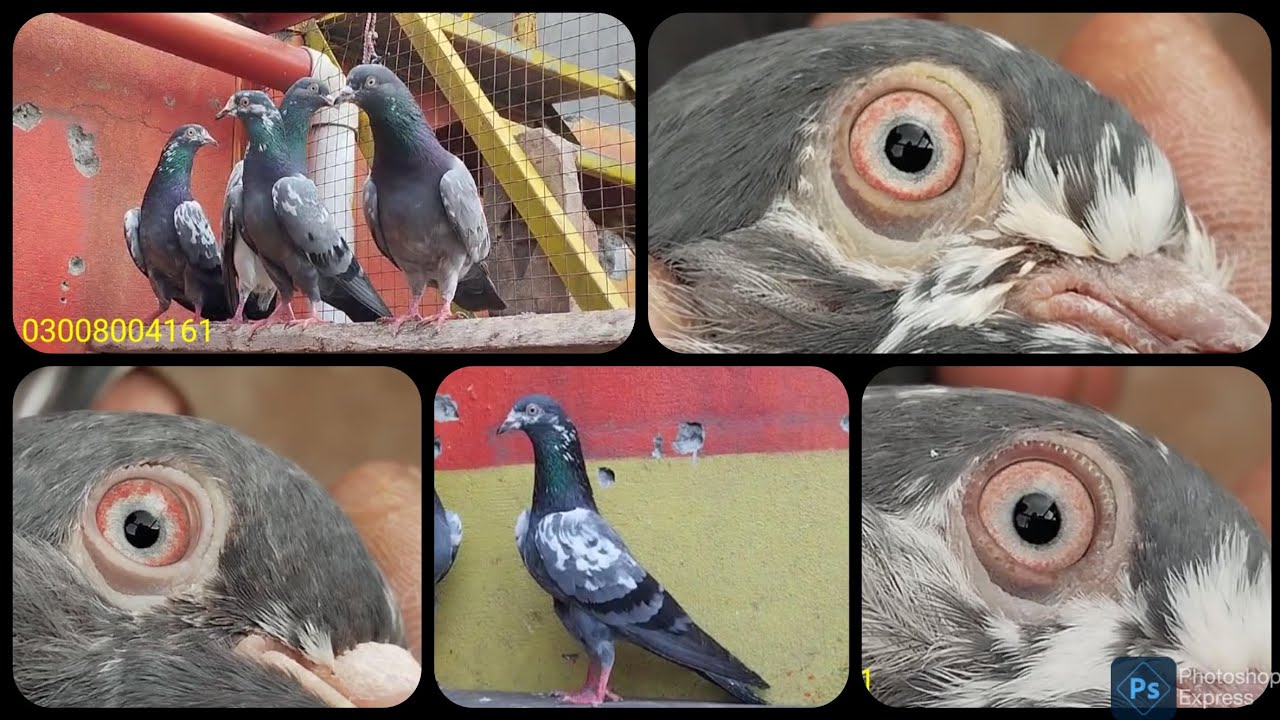 2 jory shabby Vali female or cross valley naroon k sath bachy urany ki ...