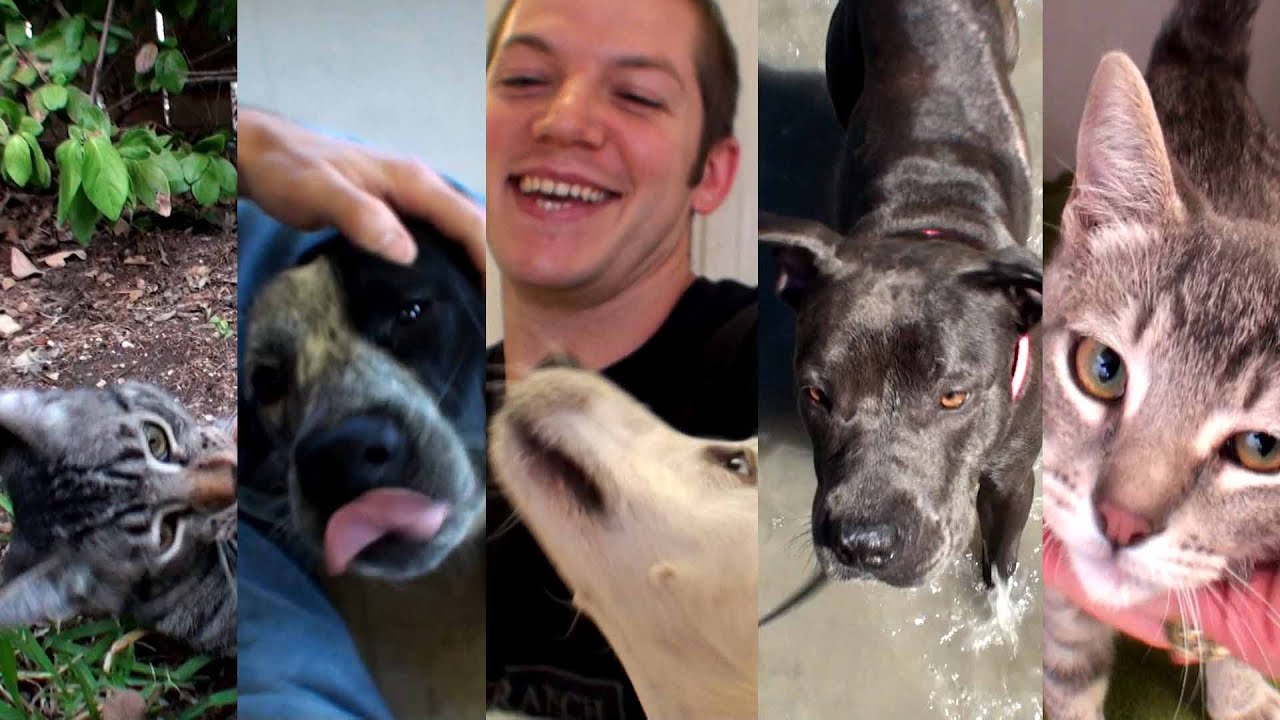 Vet Ranch: Animals Helped in 2014 - YouTube