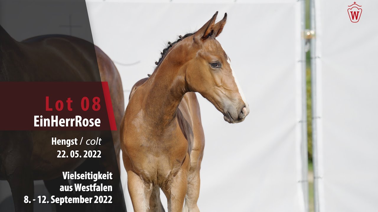 Online-Auktion Lot 08 EinHerrRose Hengst v. Ellis - Basic - YouTube