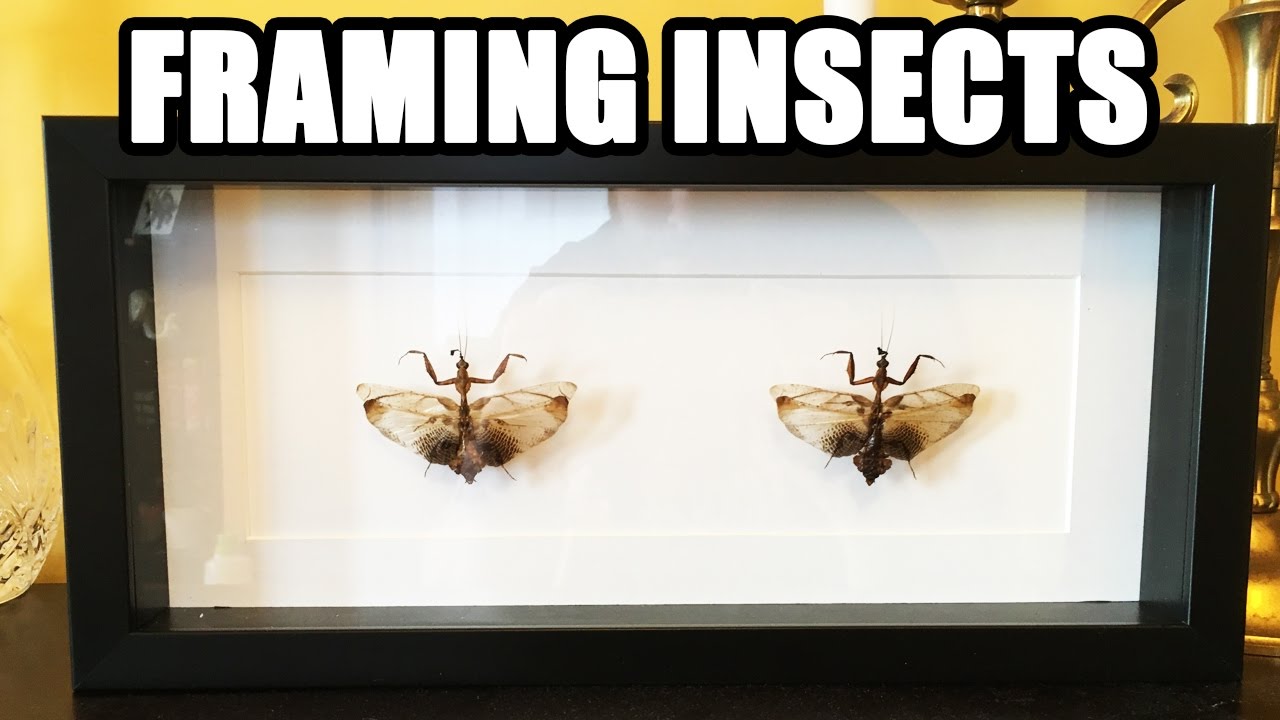 Insect Pinning Praying Mantis (Ghost Mantis - Phyllocrania Paradoxa ...