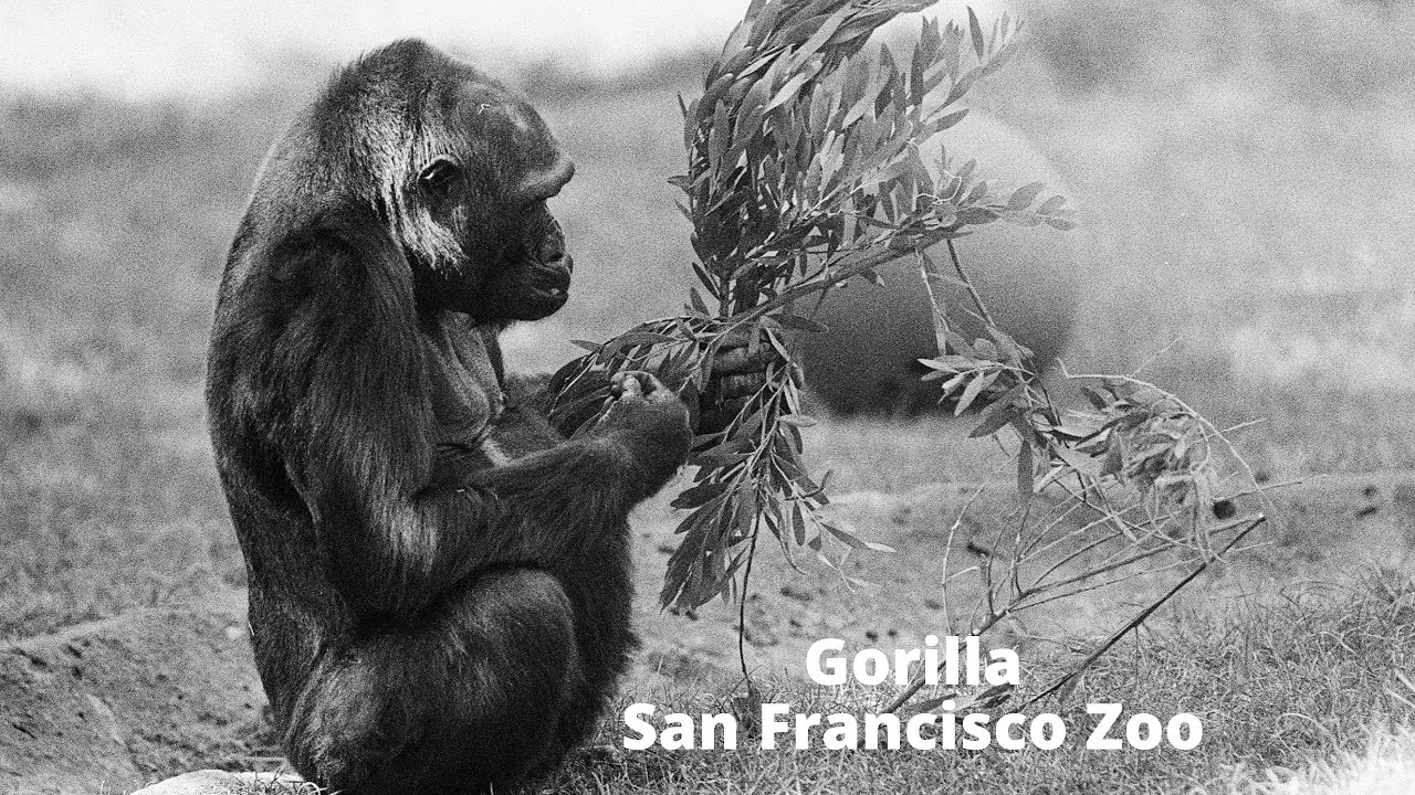 Gorilla, San Francisco Zoo, Canon EOS 620, Kodak Tri X