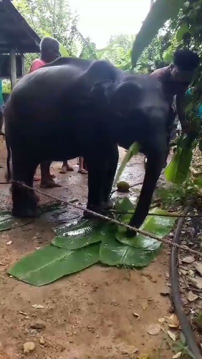 අවතැන්වී ගම් වැදුණු වන අලි පැටවා නැවත ඇත් අතුරුසෙවනට #babyelephant ...