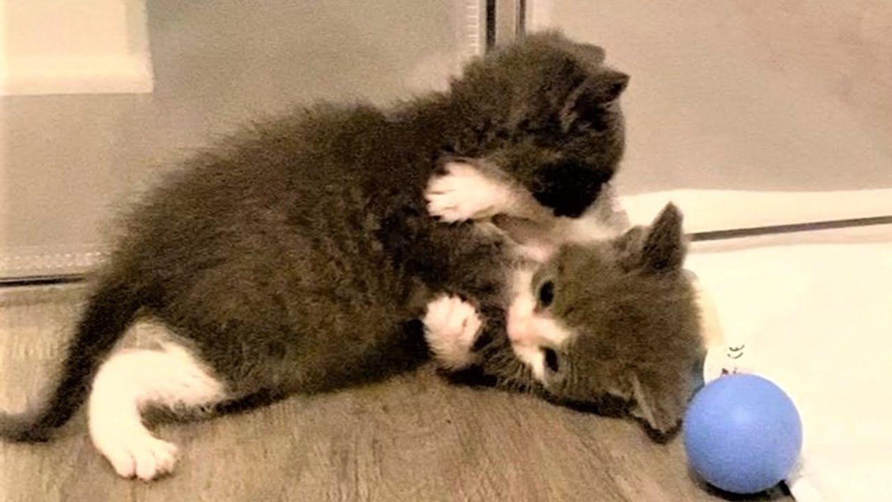 Rescue Tiny Teeny Kitten Who're Super Cute And Such Fierce Warriors ...