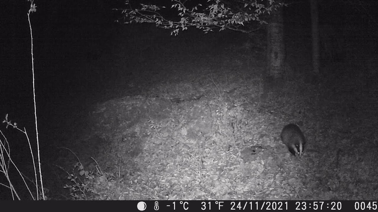 Fuchs und Dachs am Luderplatz Nov. 2021 - YouTube