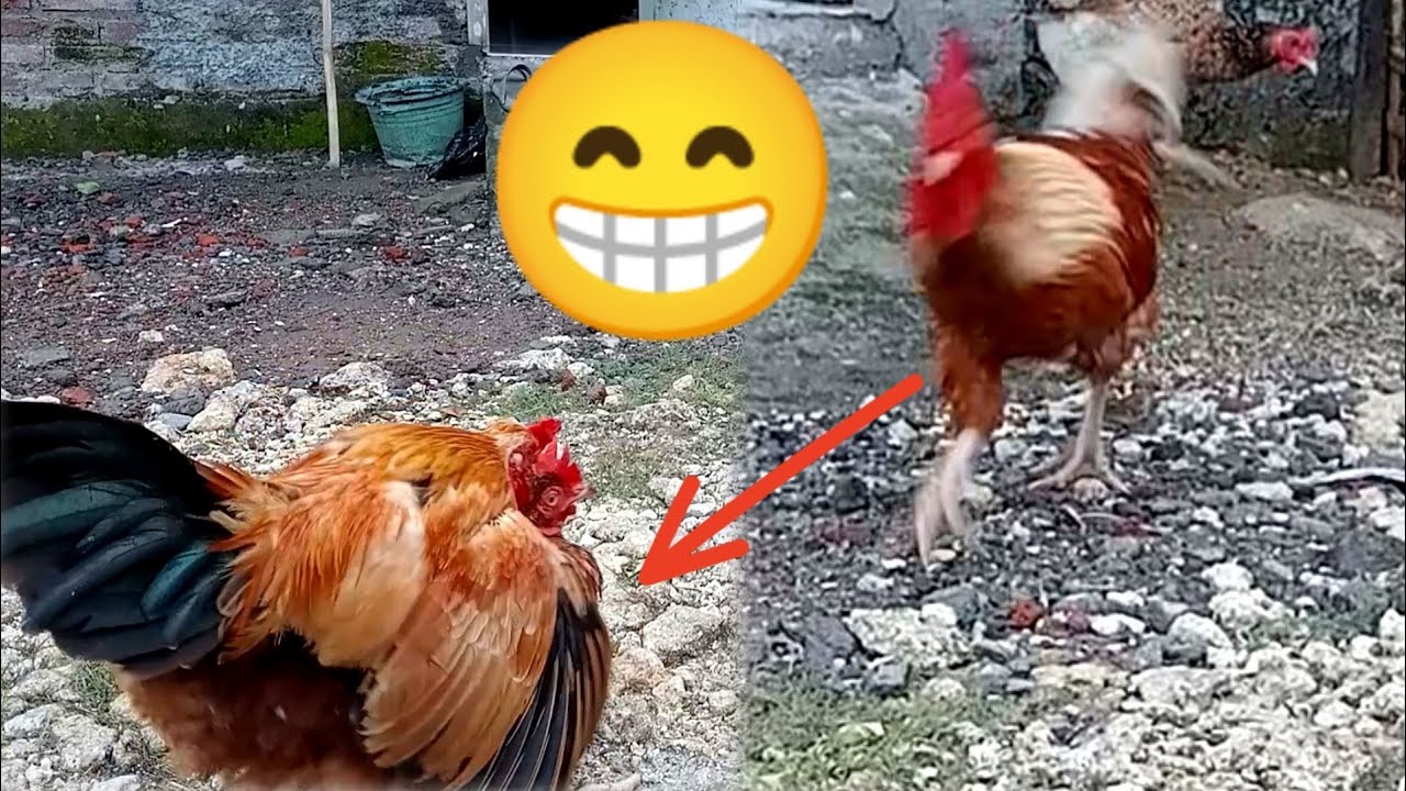 funny moment big rooster & little rooster chasing hen's love 🐓🐣 ️ - YouTube