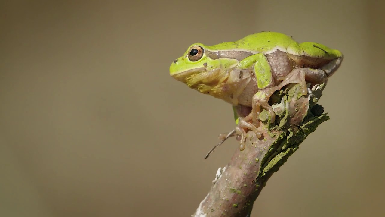 Marco Tessaro Species per aquam Biodiversity between the Ticino Valley ...
