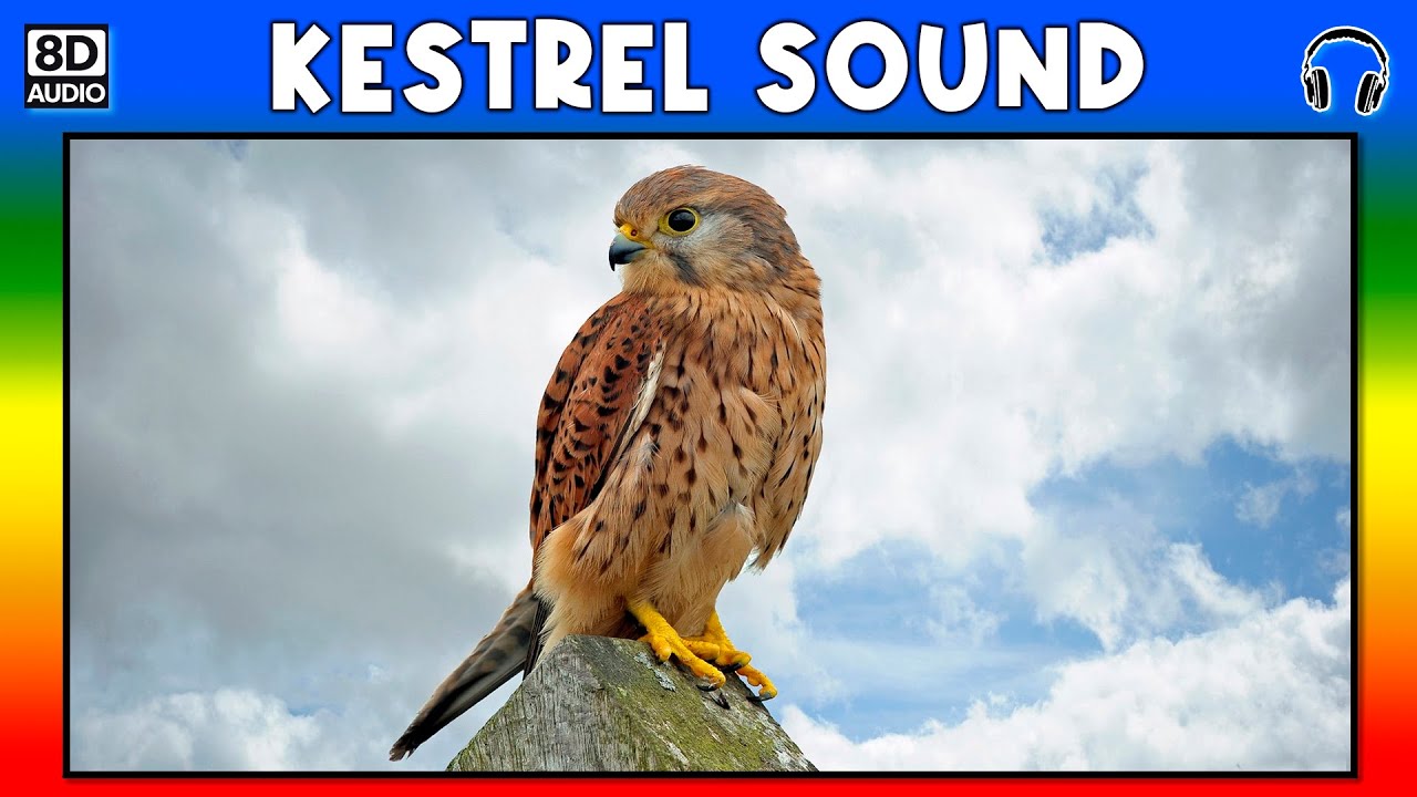 🦅 KESTREL SOUND - KESTREL SOUND EFFECT - SOUND OF KESTREL - NOISE OF ...