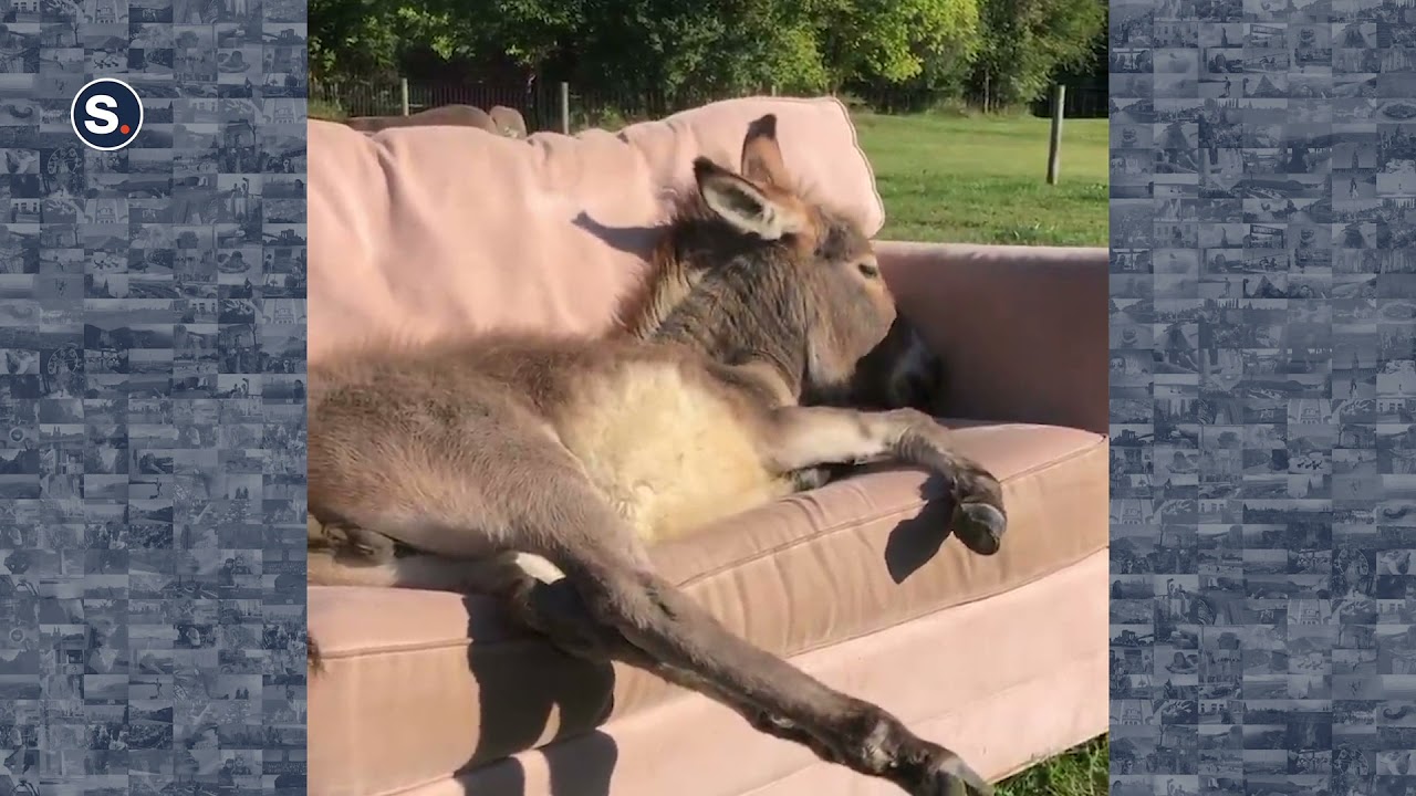 Lazy Ass: Donkey Takes a Break on Comfy Couch - YouTube