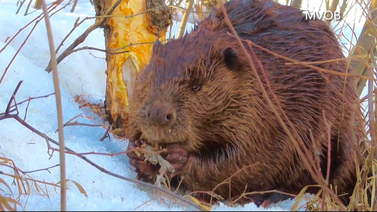 Beaver Up Close & Personal - YouTube