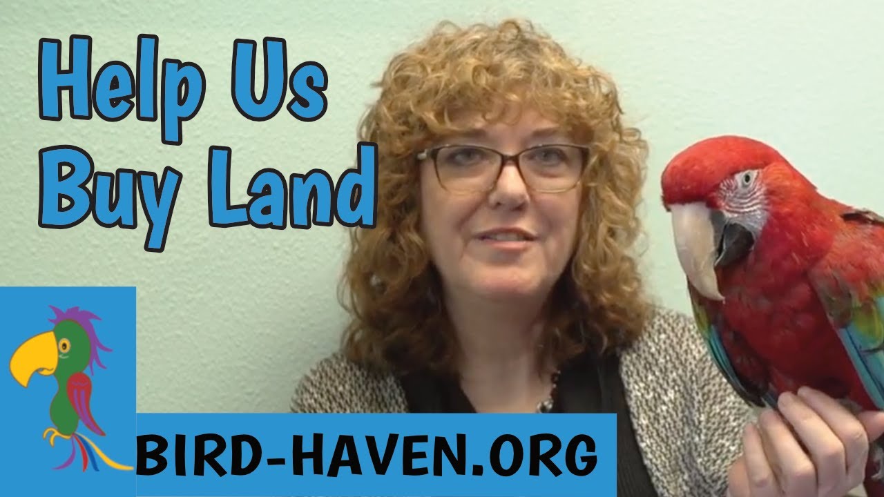 Help us Buy Land - Wings of Love Bird Haven Parrot Rescue - YouTube