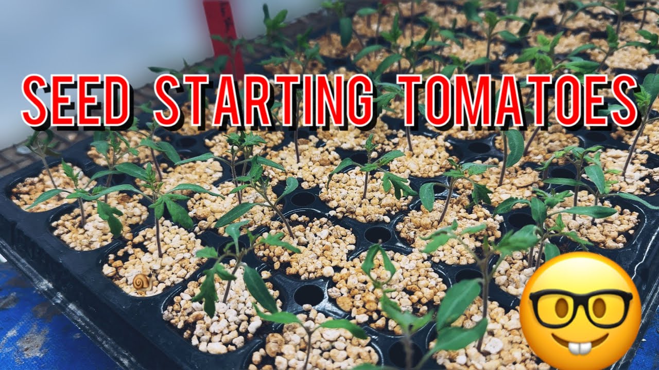 How To Grow Tomatoes At Home From Seed | Seed Starting Tomatoes Indoors (Zone 6b/7a Vlog) - YouTube