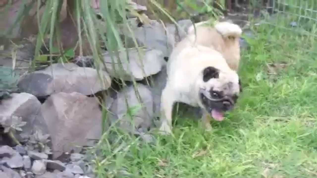 Toast Pug Camp Mex. GCM y Lat. - YouTube