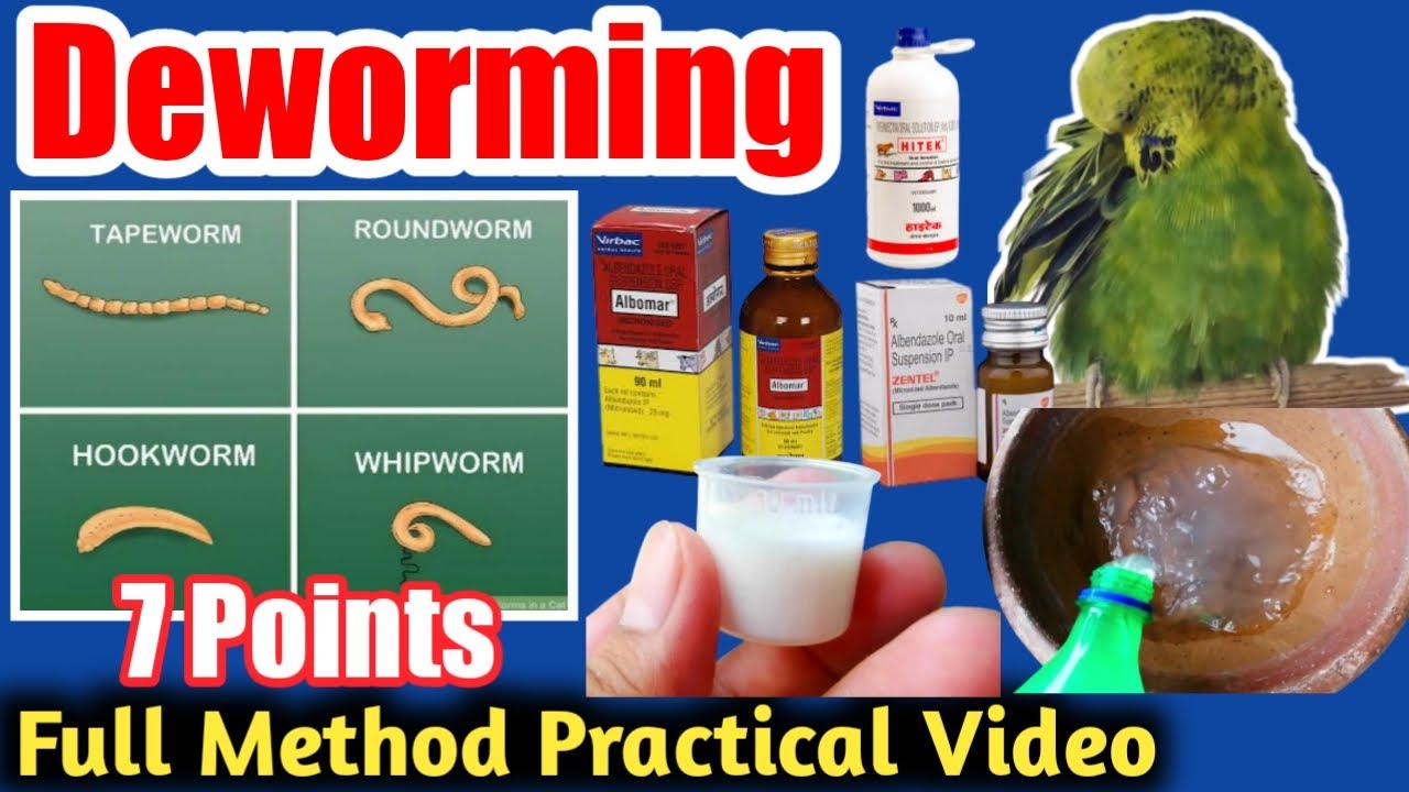 How to Deworming Birds | Deworming of Parrot | Full Briefly in 7 Points ...