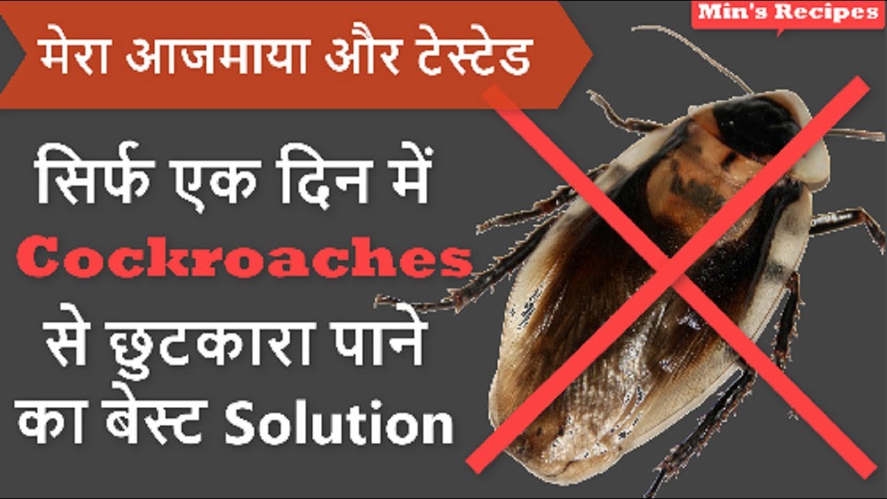 एक दिन में Cockroaches से छुटकारा पाने के बेस्ट तरीका Best Remedy to ...