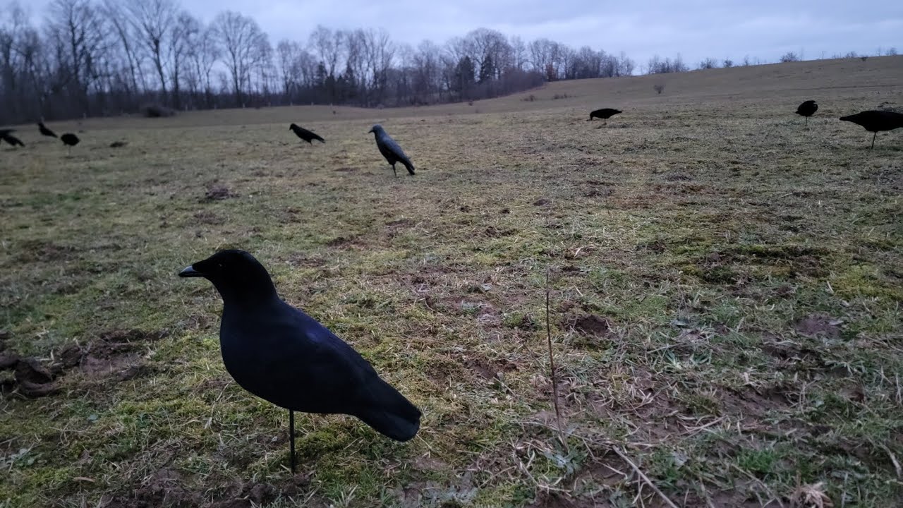 Crow hunting successful 2 day hunt - YouTube