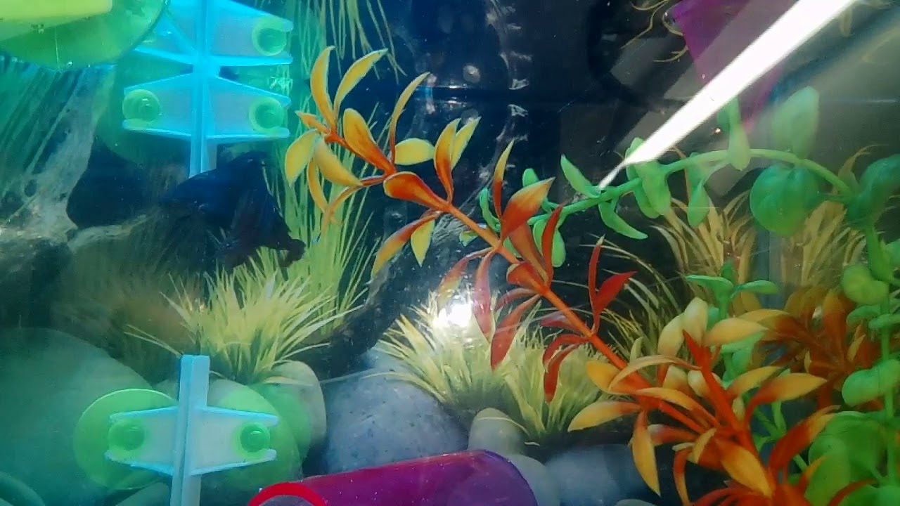 My new beta fish - YouTube