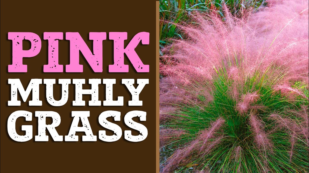 Pink Muhly Grass | Pink Muhly Grass for Sale | PlantingTree™ - YouTube