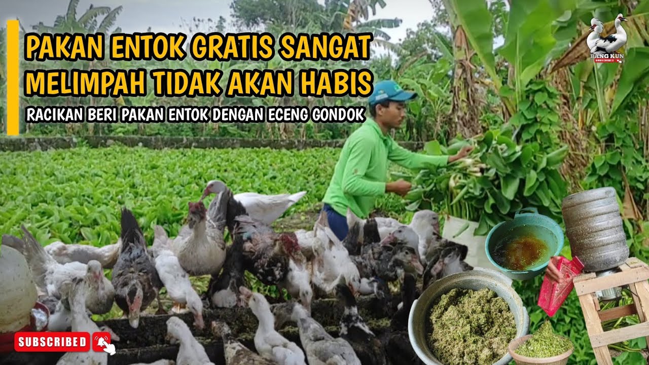 PAKAN ENTOK GRATIS SANGAT MELIMPAH TIDAK AKAN HABIS || RACIKAN PAKAN ...