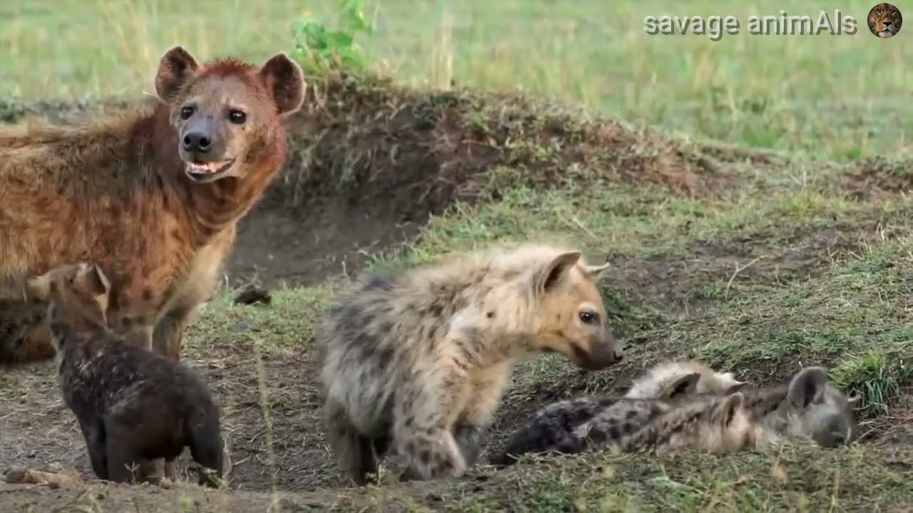hyena eats zebra alive - Hyenas Hunt Buffalo - YouTube