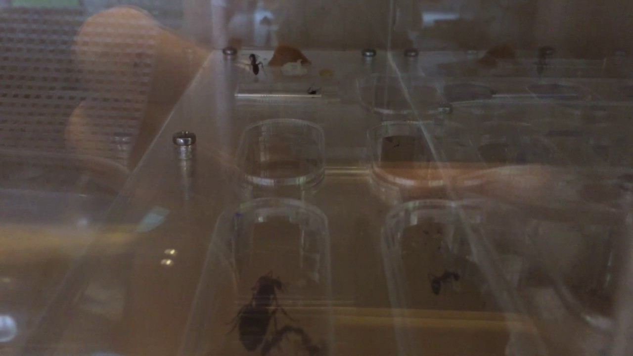 My Best Carpenter Ant (Camponotus chromaedios) Colony In Their New ...