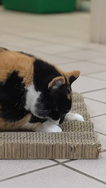 Best Way to Use Catnip 🐱🐈‍⬛ - YouTube