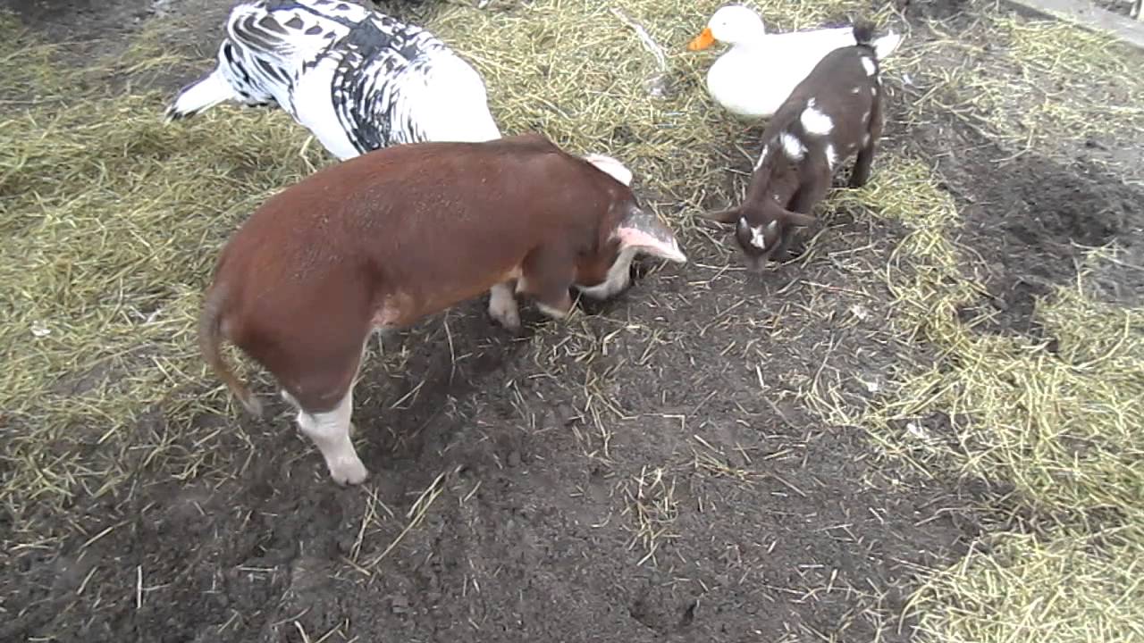 Pig Plow - YouTube