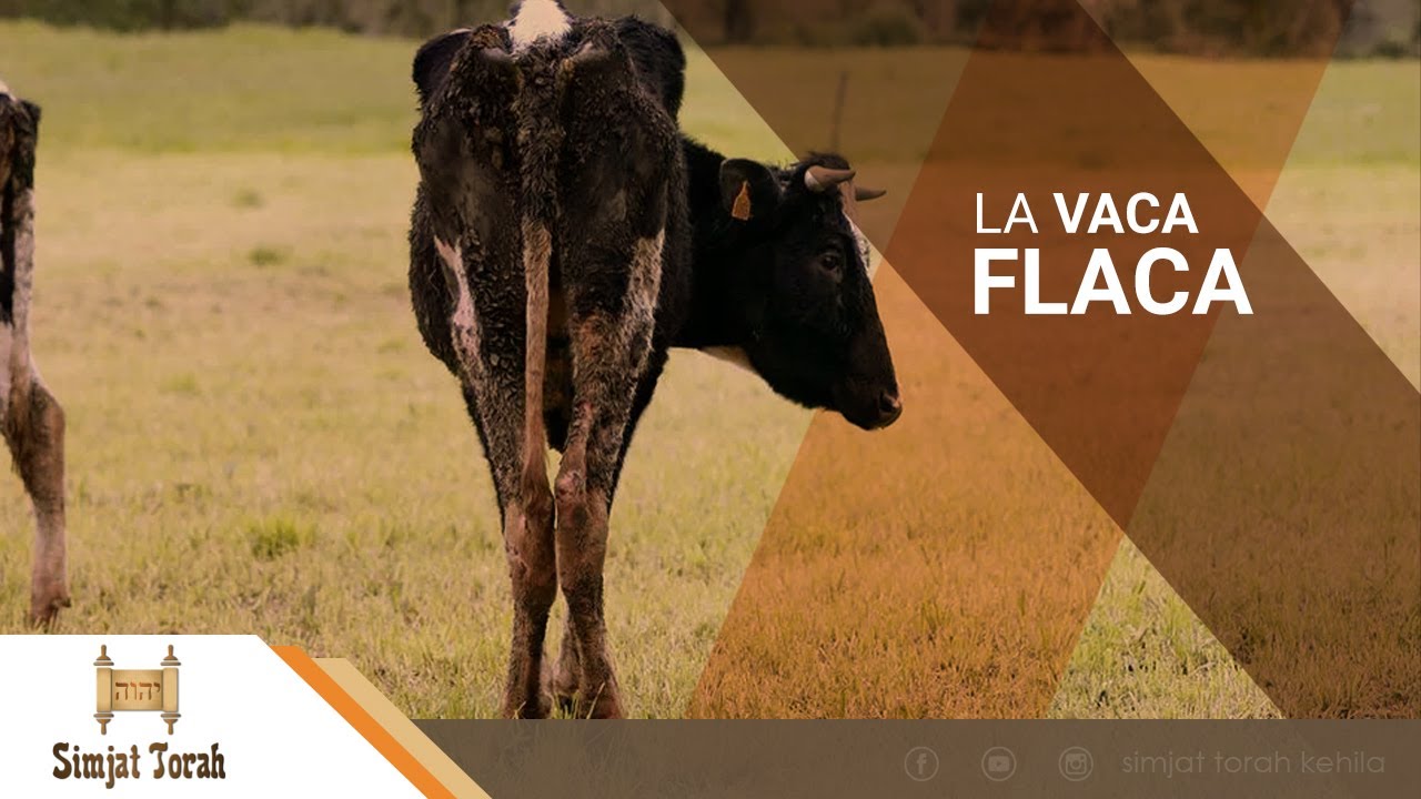 La Vaca Flaca - YouTube