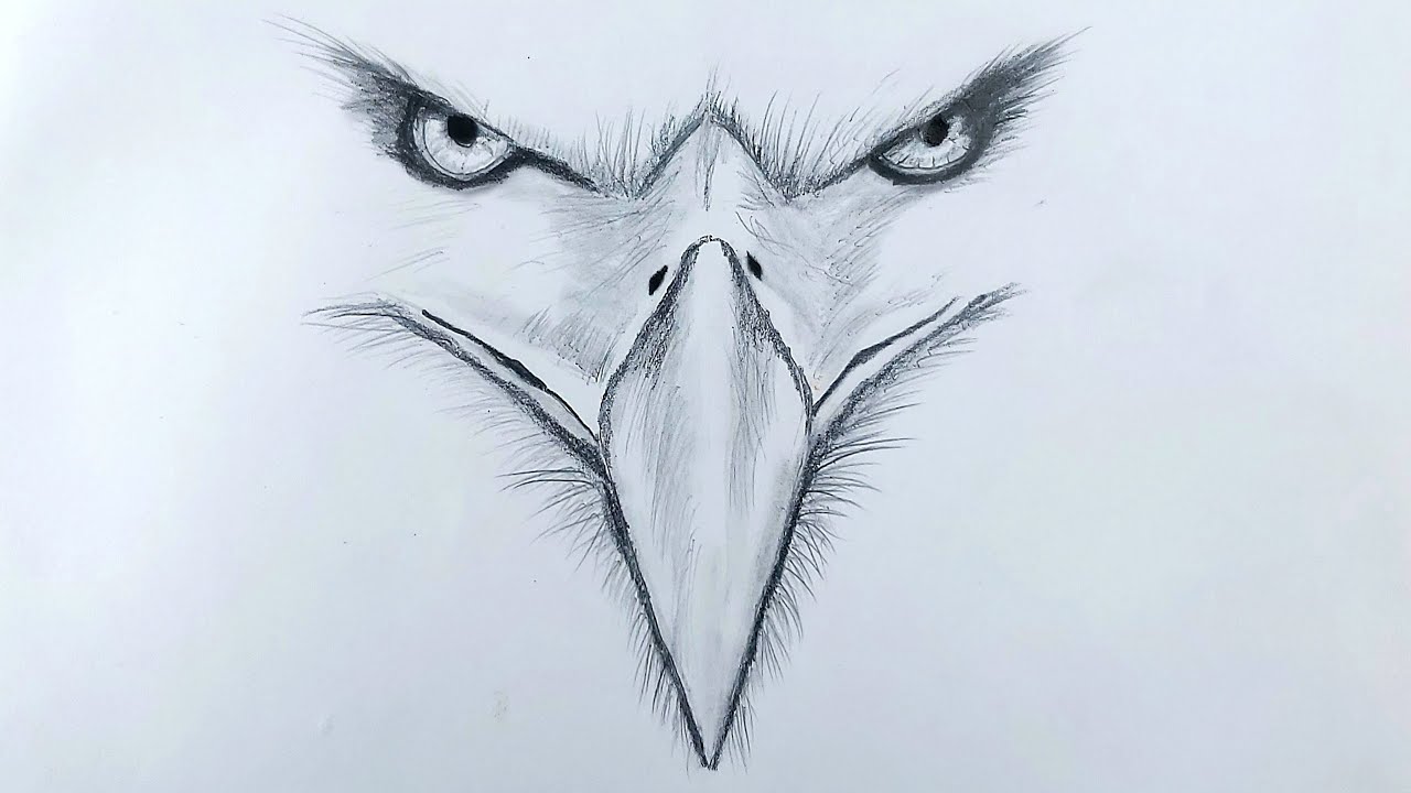 How to draw Eagle Face step by step - Bald Eagle Drawing for Kids - YouTube