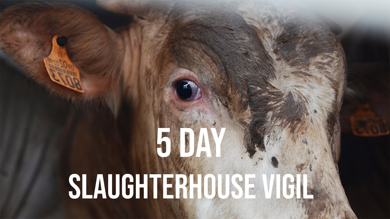 5 Day Slaughterhouse Vigil Barcelona - The Documentary - YouTube