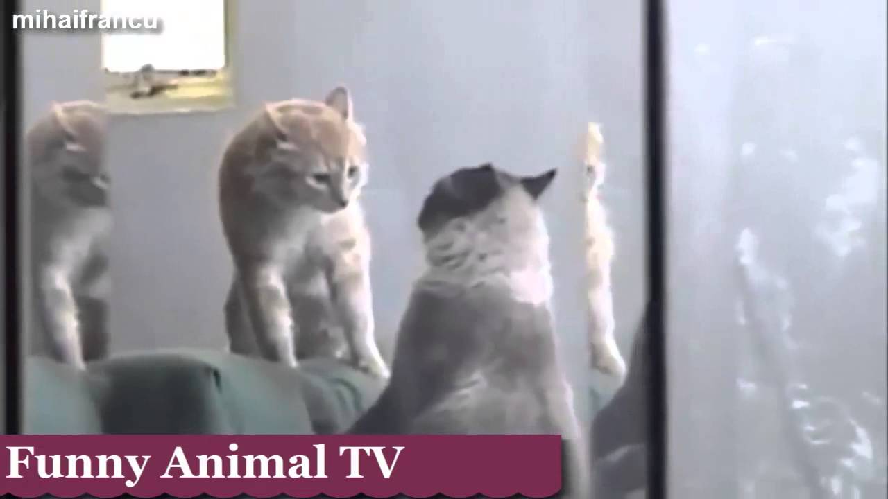 Funny Cats Arguing & Funny video Compilation 2015 - YouTube