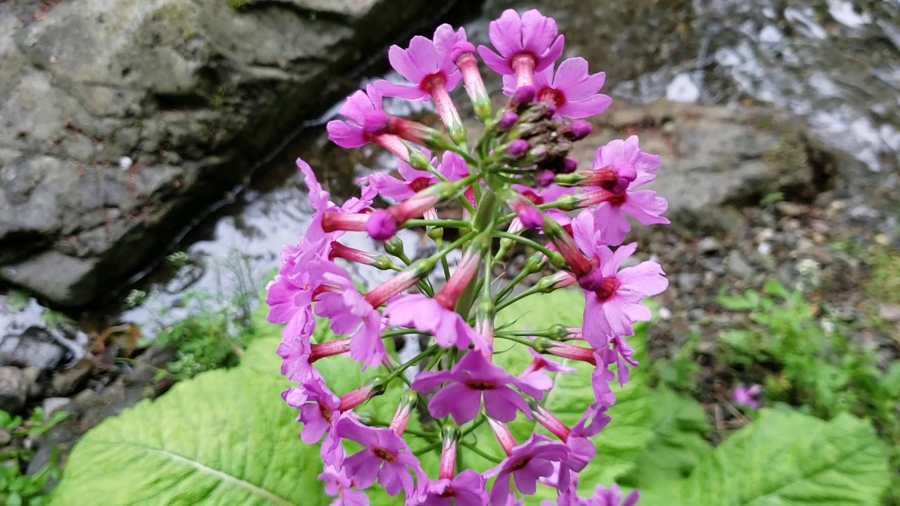 Girassol Primula Gigante 11 Stunning Primula Types To Grow This Spring