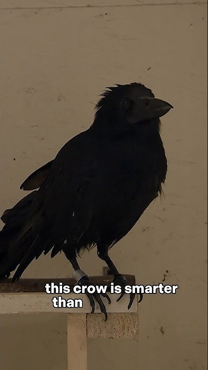 Crows are Smart! 🐦‍⬛Even Smarter than your Kid! Bird Intelligence ...