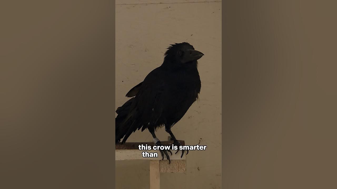 Crows are Smart! 🐦‍⬛Even Smarter than your Kid! Bird Intelligence ...