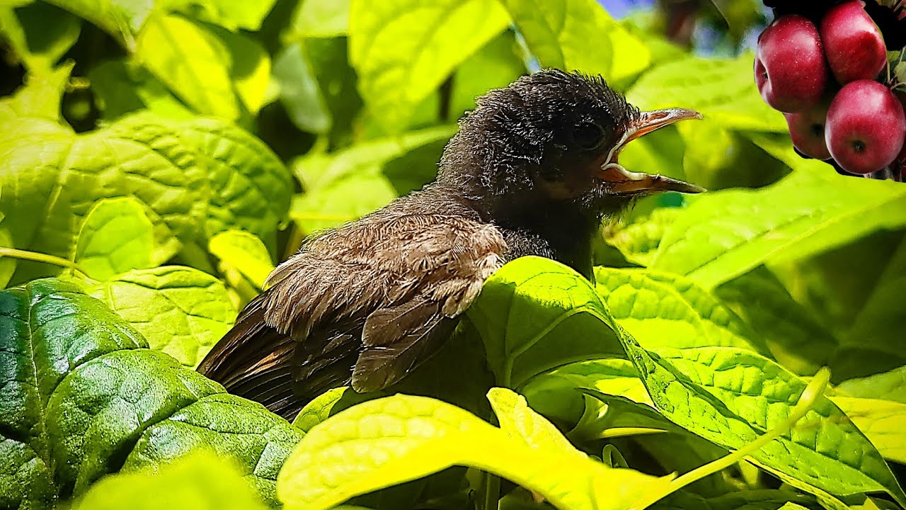 The Extraordinary BIRDS OF INDIA||Beautiful birds wildlifephotography ...