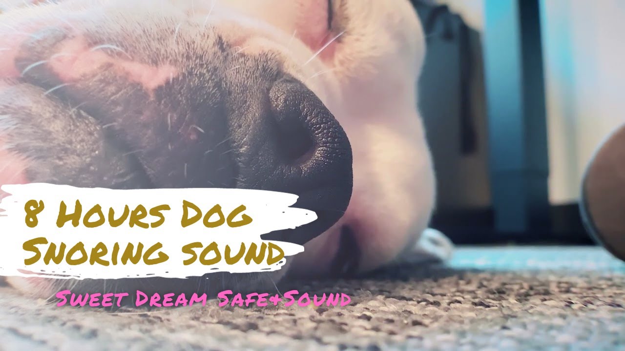 Relaxing Dog Snoring White Noise for Deep Sleep | Peaceful Ambient ...