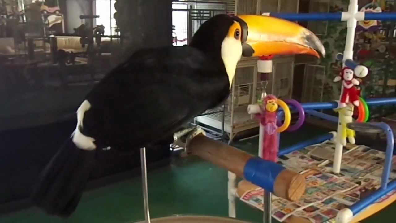 TOUCAN TRAINING TURN-AROUND WAG-TAIL meet TOOKIE - YouTube