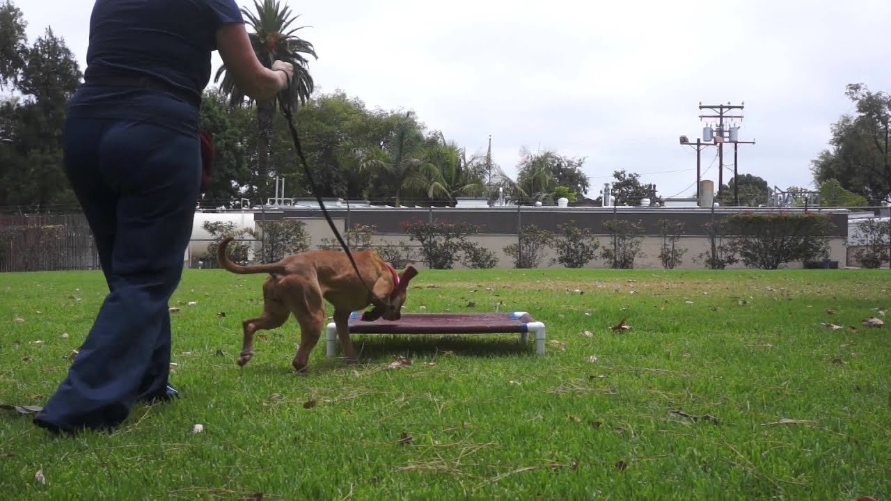 NALA - Day 16 - YouTube