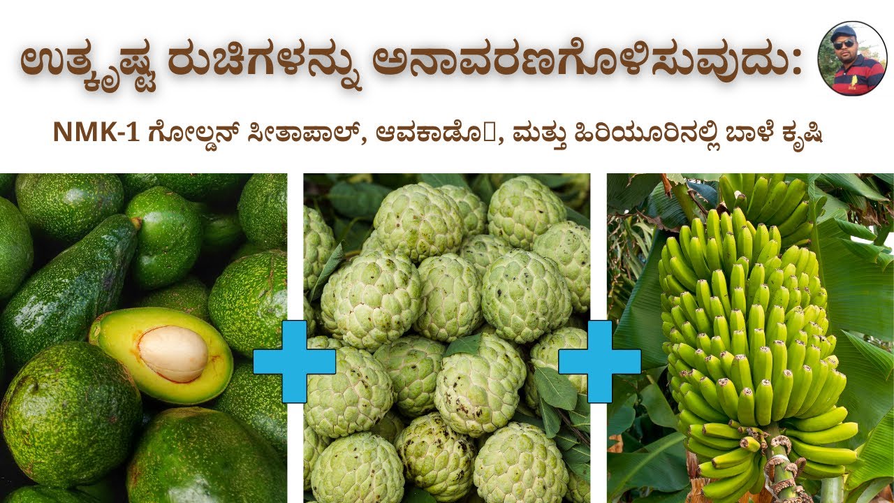 NMK-1 ಗೋಲ್ಡನ್ ಸೀತಾಪಲ🍈 ಮತ್ತು ಬಟರ್ ಫ್ರೂಟ್ 🥑ಸೀಬೆ ಬೇಸಾಯ NMK1 Golden ...
