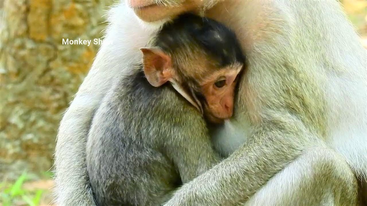 Little baby drink milk till sleepy with mom, Love Monkey. - YouTube
