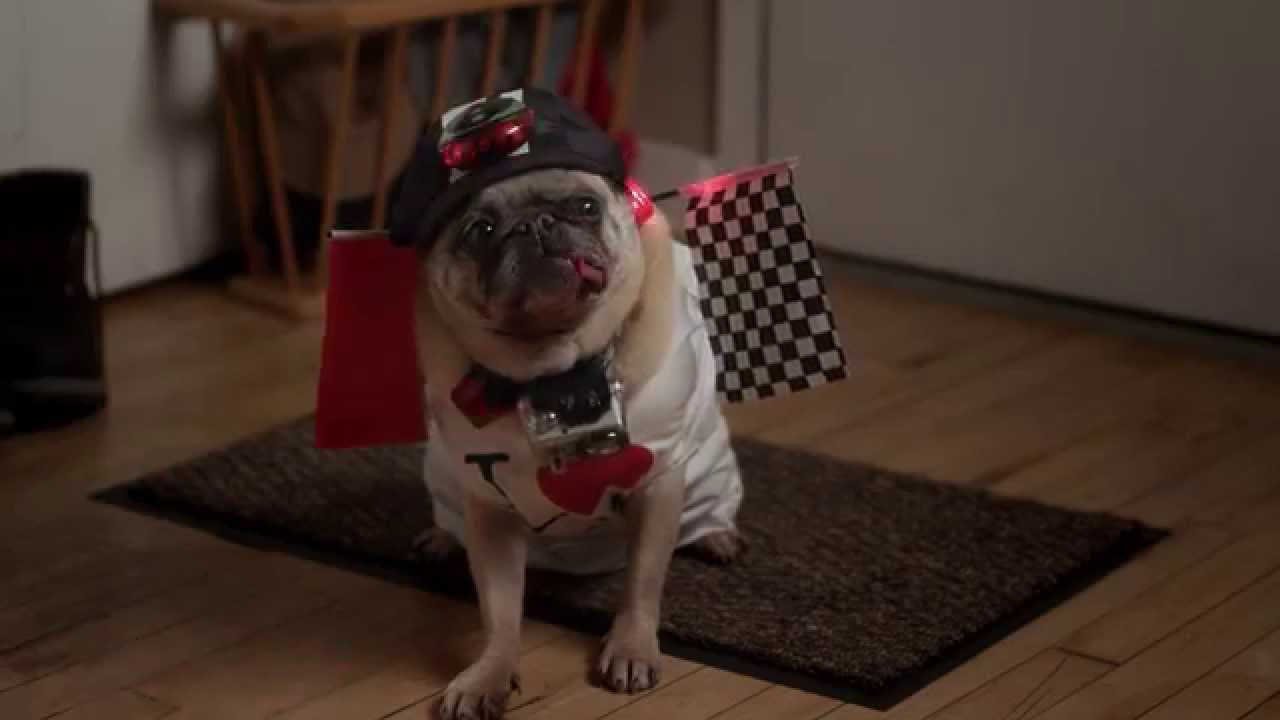 Gary the Pug: Order Takeout Online | Seamless TV Commercial - YouTube