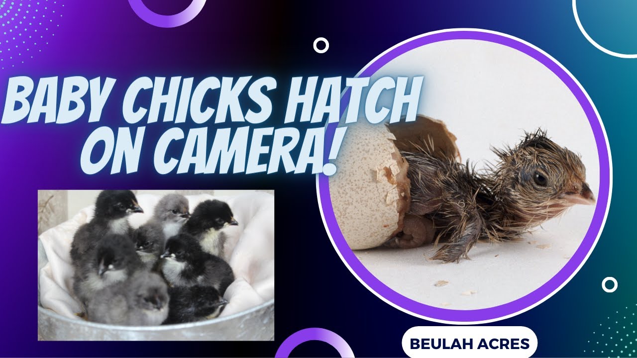 Baby Chicks Hatch on Camera!!! - YouTube