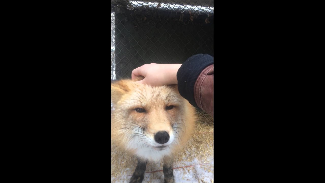 Petting a fox 3 - YouTube