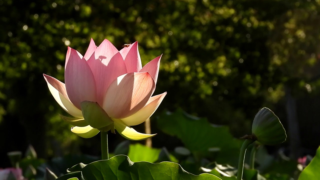 Lotus at William Land Regional Park, Sacramento, California - YouTube