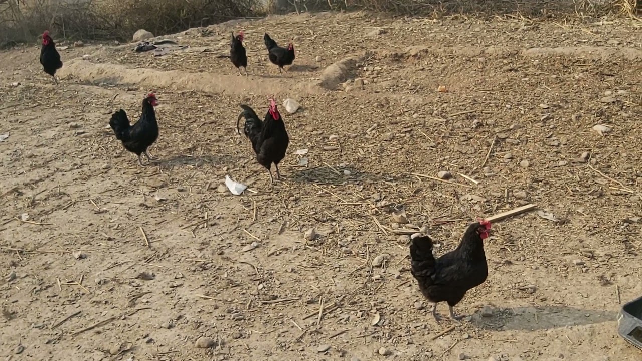 Pure Australorp Farm in Home District Peshawar - YouTube