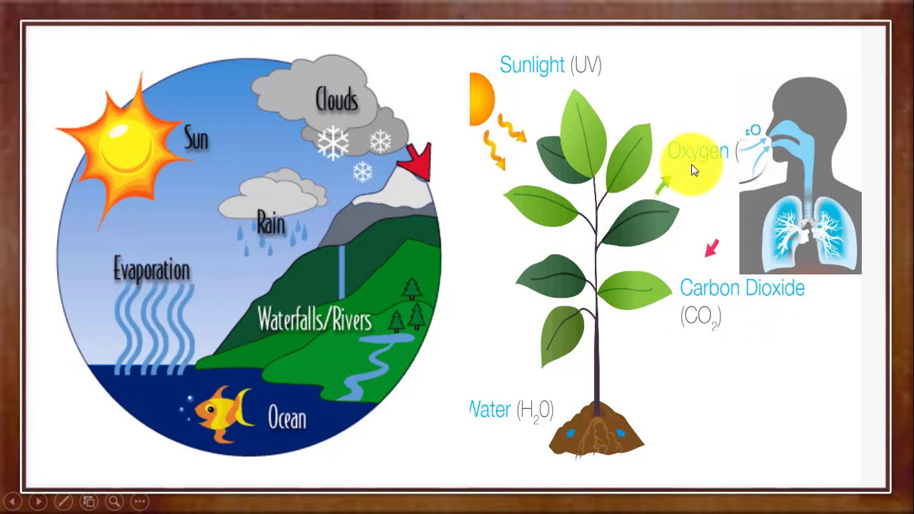 Environmental balance |Standard fifth|Semi English Science |पर्यावरणाचे ...