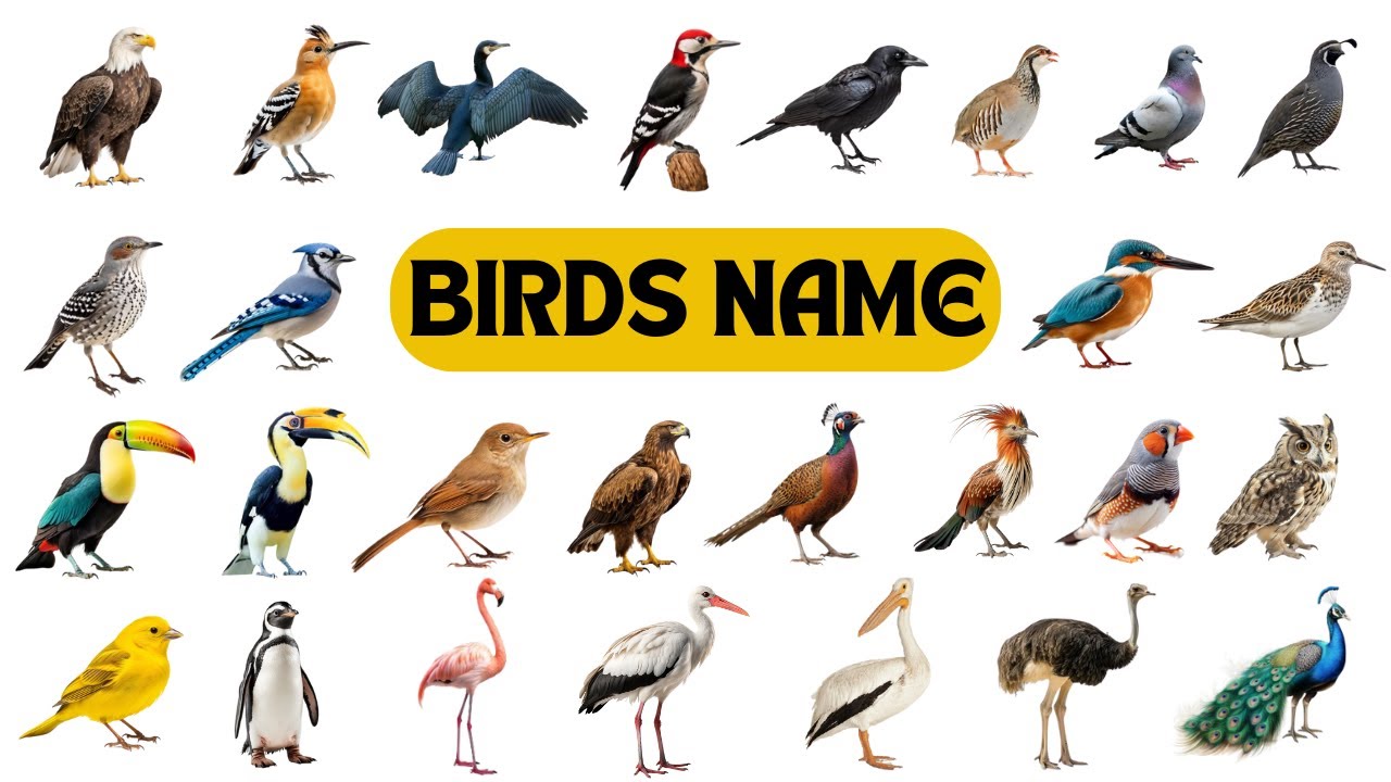 Birds Vocabulary / Birds Name In English With Pictures / Birds Pictures ...